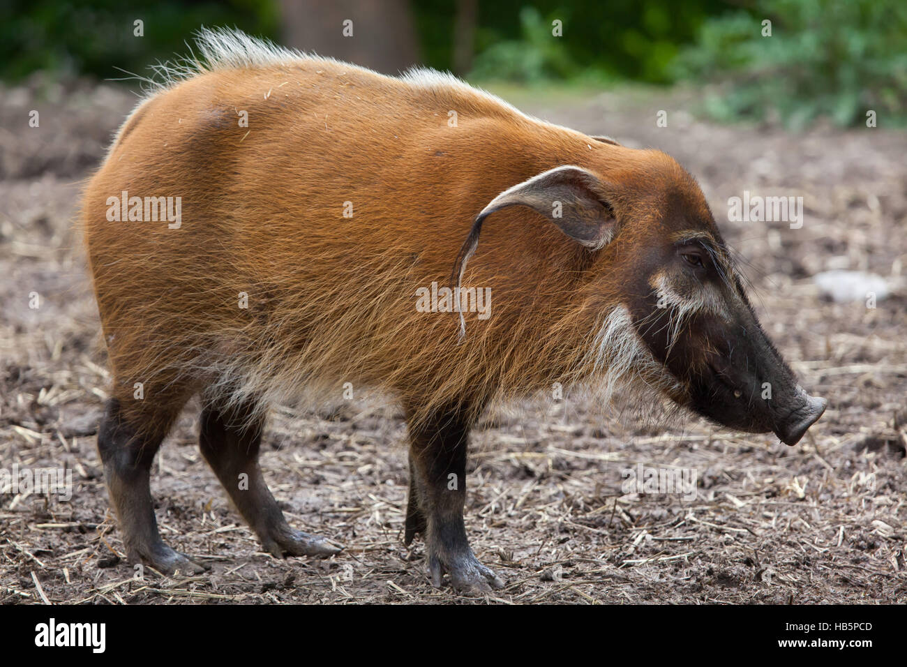 Red river hog (Potamochoerus porcus), also known as the bush pig Stock ...