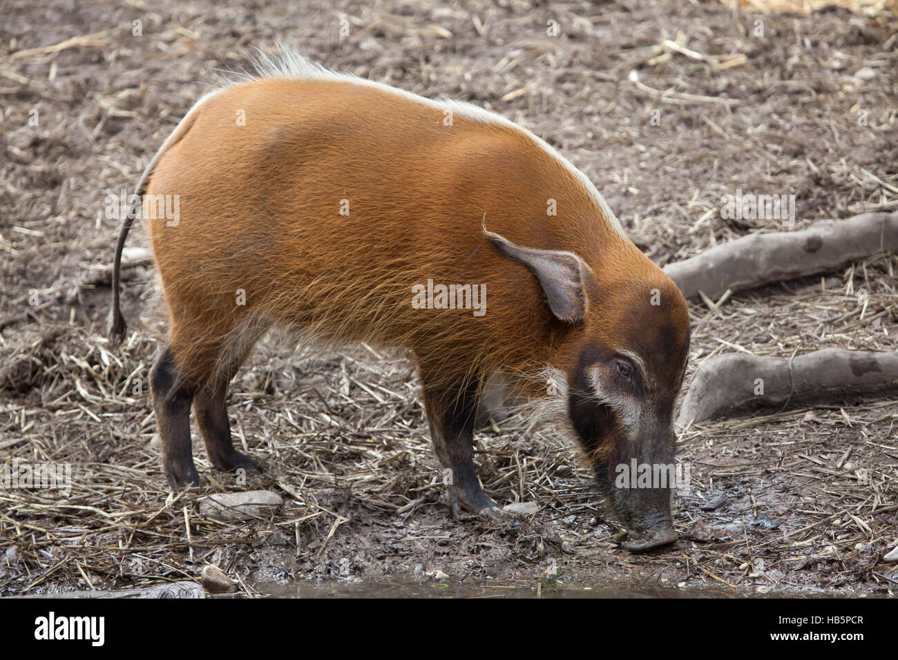 Red river hog (Potamochoerus porcus), also known as the bush pig Stock ...