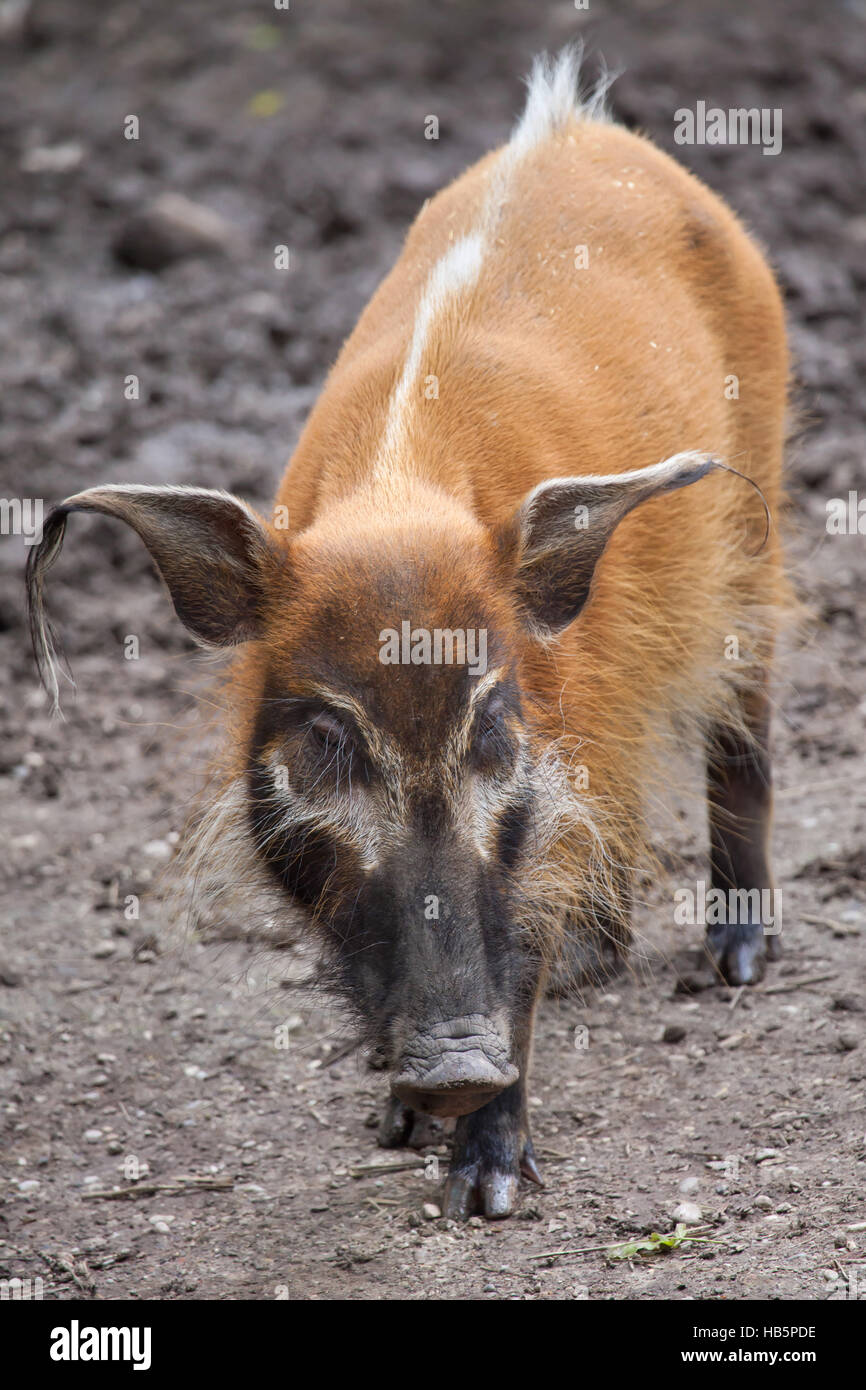 Red river hog (Potamochoerus porcus), also known as the bush pig Stock ...