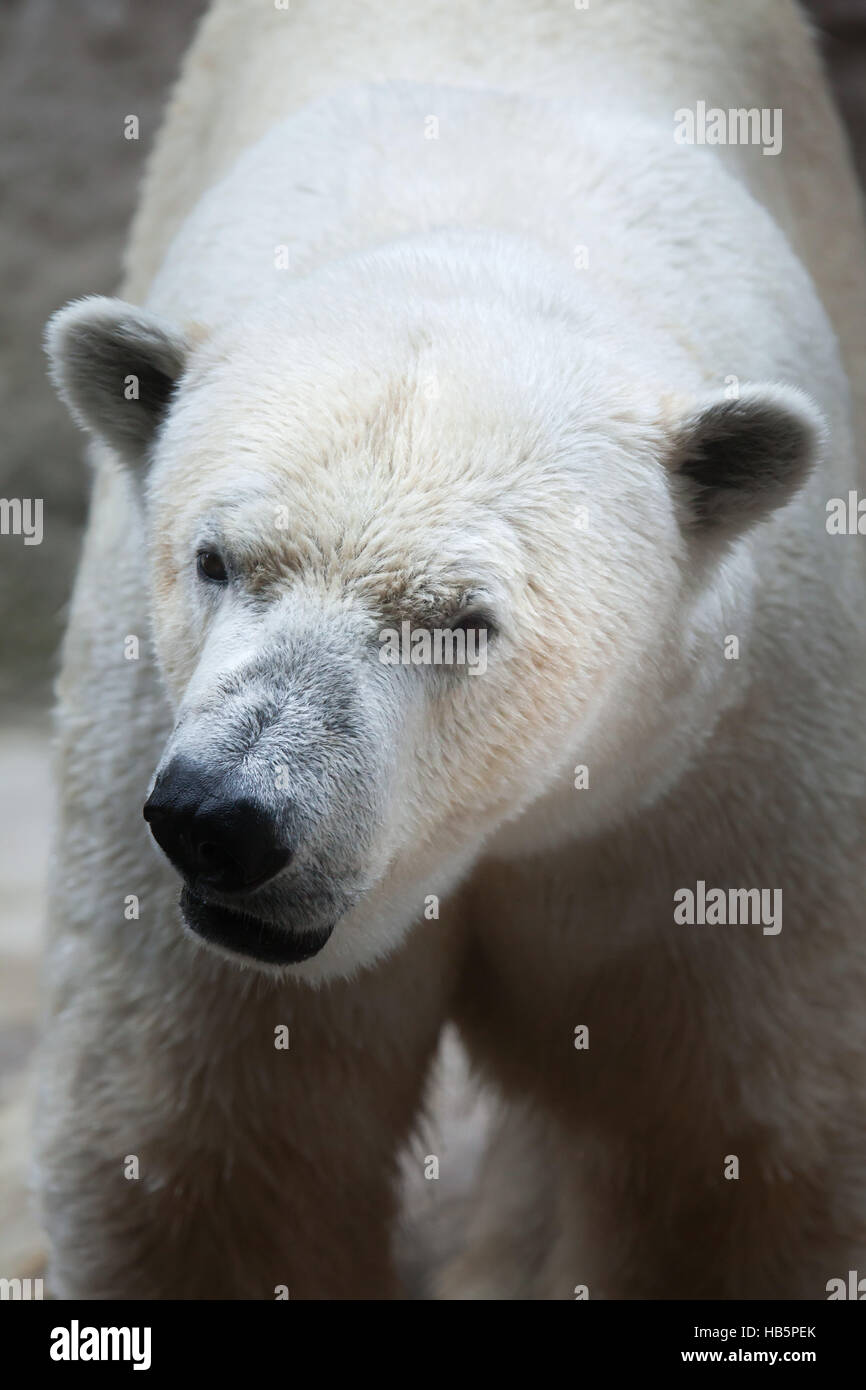 Polar bear (Ursus maritimus). Wildlife animal Stock Photo - Alamy
