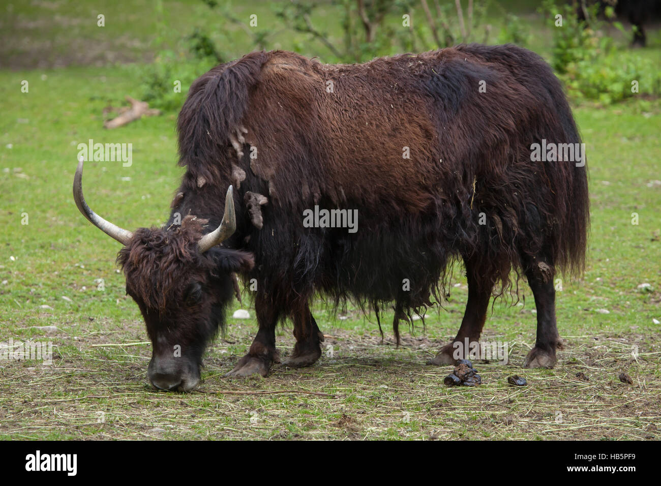 Domestic yak (Bos grunniens). Domestic animal Stock Photo - Alamy