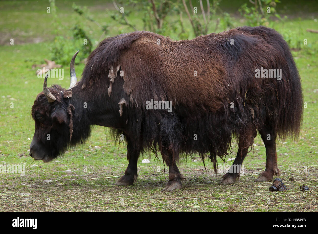 Himalayan black yak hi-res stock photography and images - Alamy