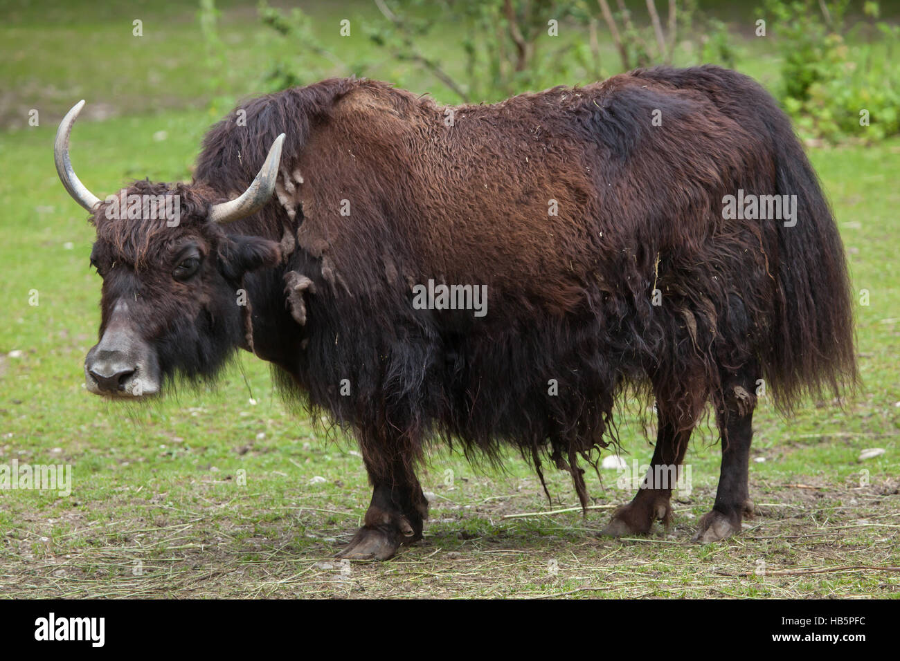 Domestic yak (Bos grunniens). Domestic animal Stock Photo: 127361232 - Alamy