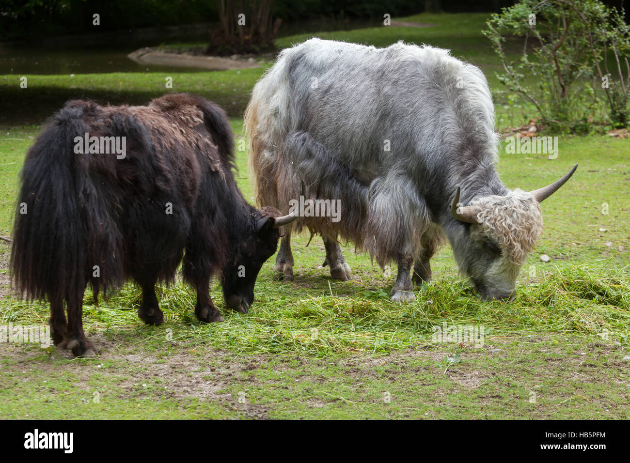 Yaks eating grass hi-res stock photography and images - Alamy