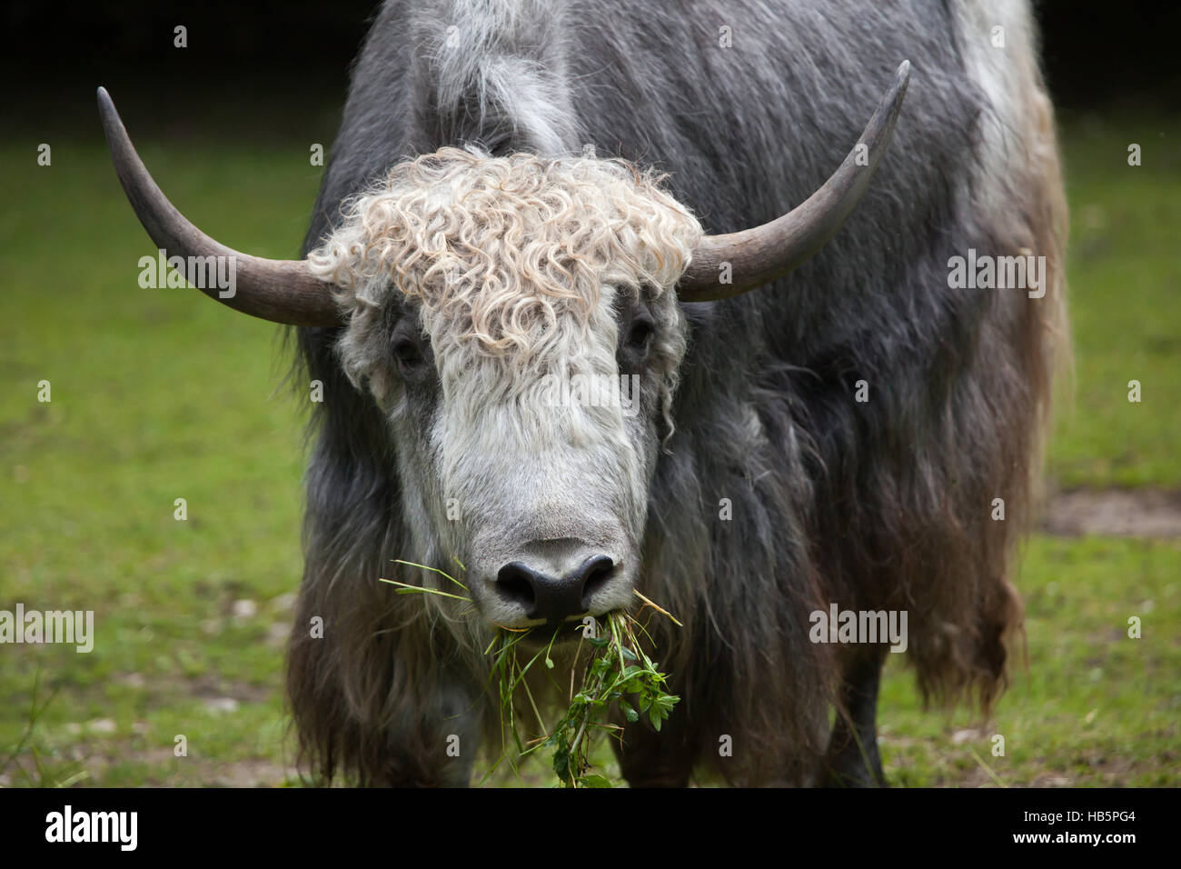 Domestic yak (Bos grunniens). Domestic animal Stock Photo - Alamy