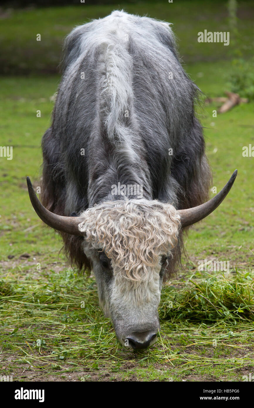 Domestic yak (Bos grunniens). Domestic animal Stock Photo - Alamy
