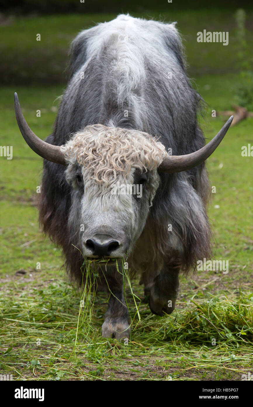 Domestic yak (Bos grunniens). Domestic animal Stock Photo - Alamy