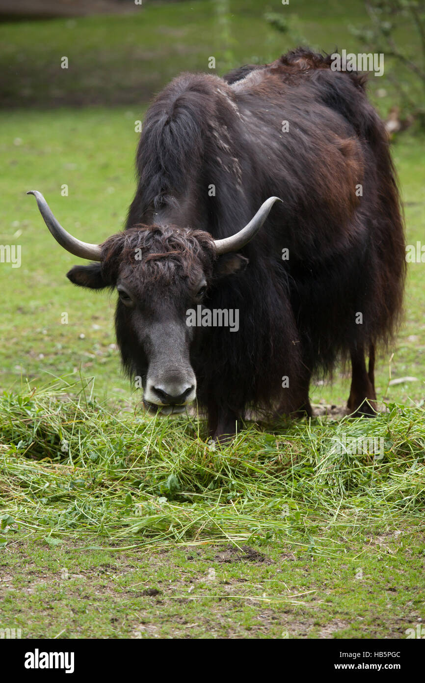 Domestic yak (Bos grunniens). Domestic animal Stock Photo - Alamy