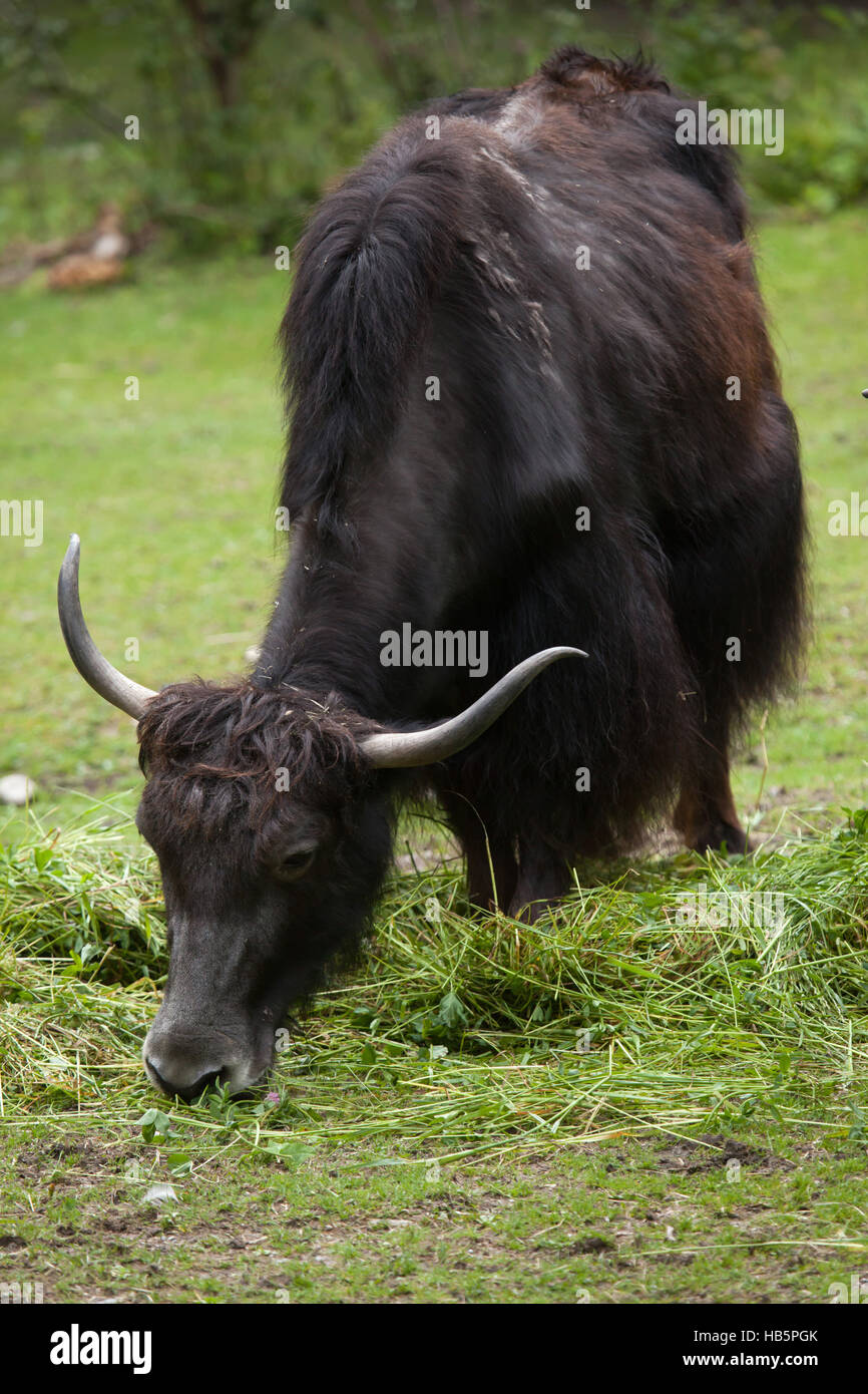 Domestic yak (Bos grunniens). Domestic animal Stock Photo - Alamy