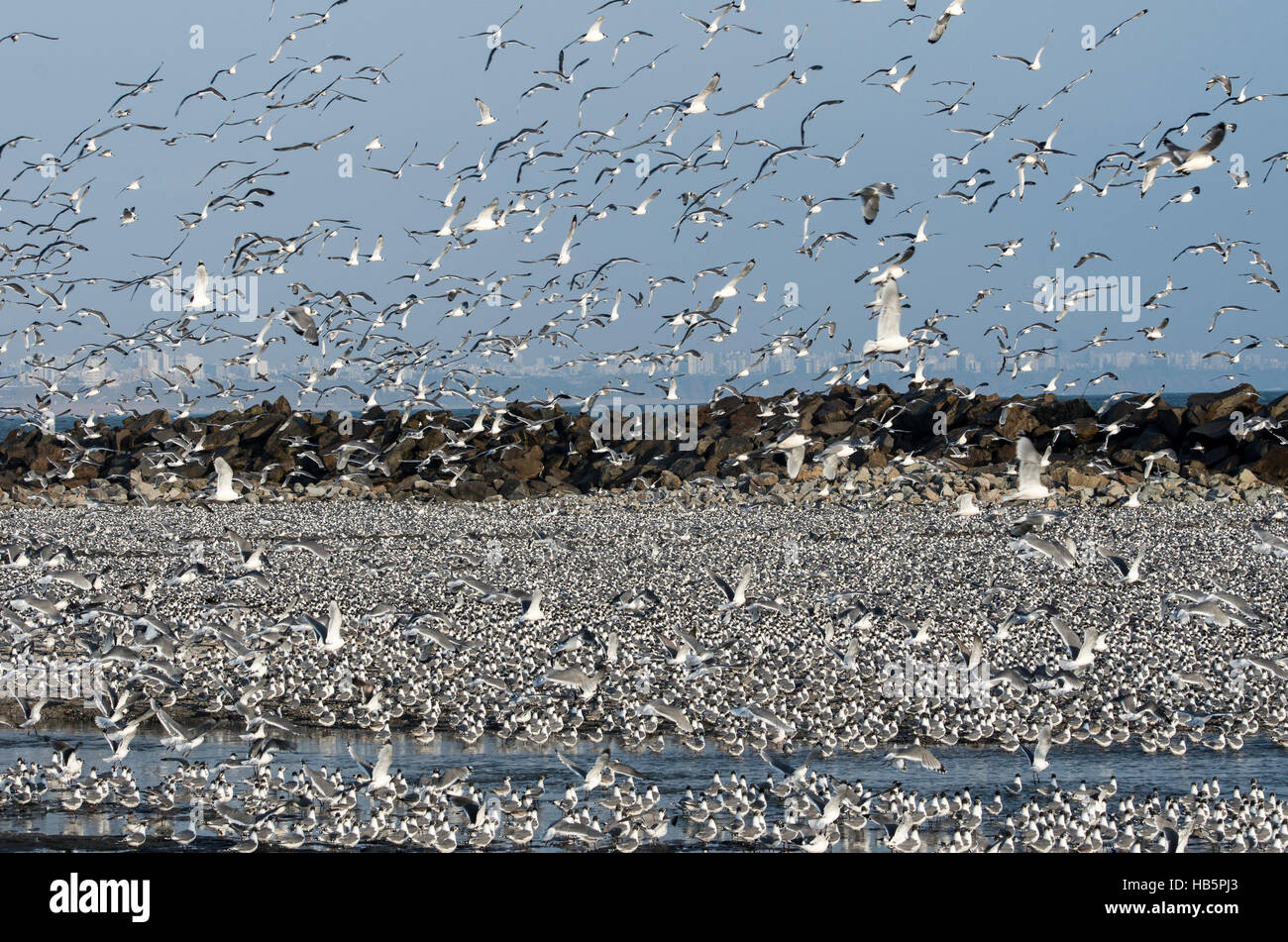 Flock of birds in La Punta, El Callao, Peru Stock Photo - Alamy