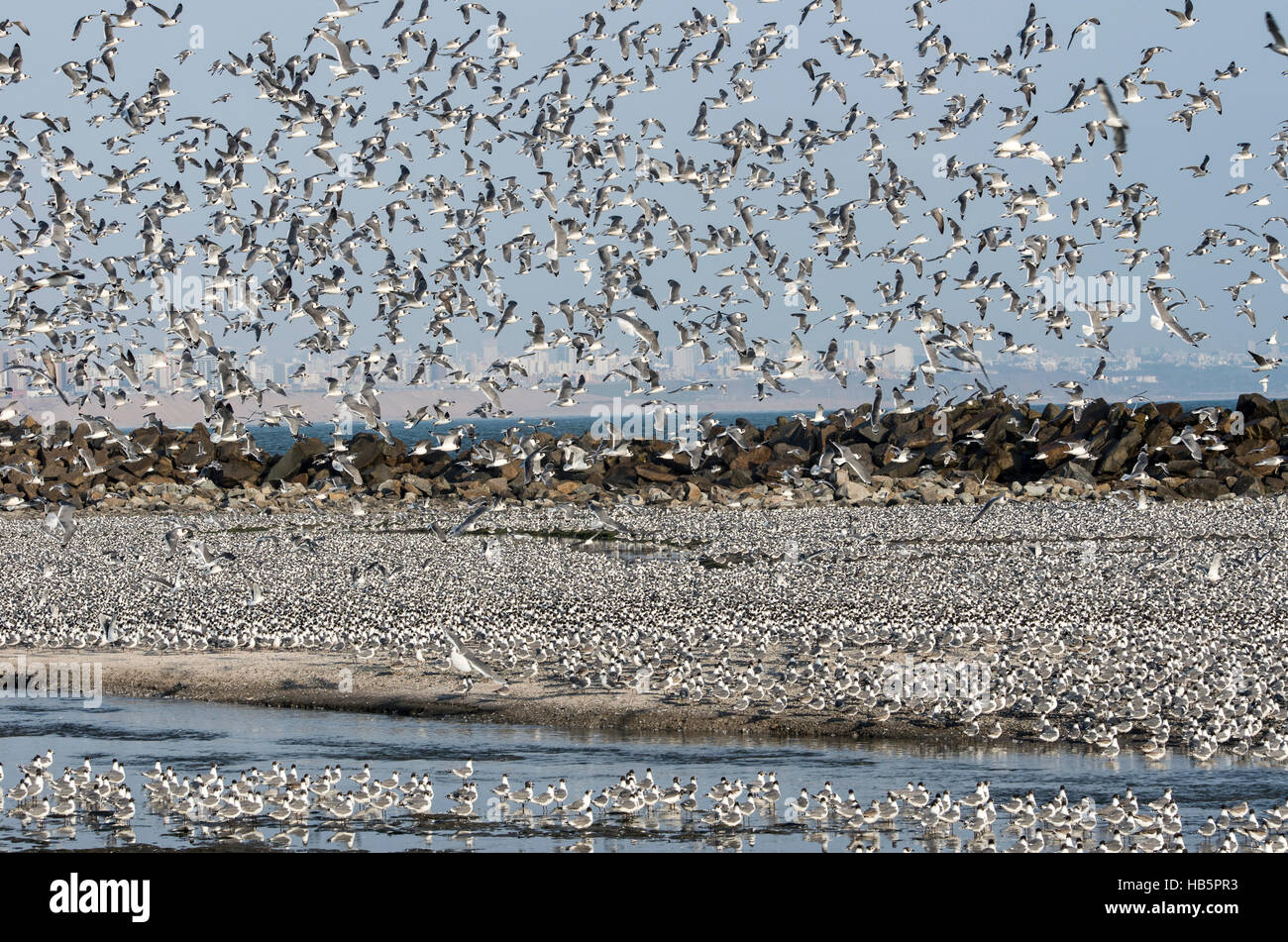 Flock of birds in La Punta, El Callao, Peru Stock Photo - Alamy
