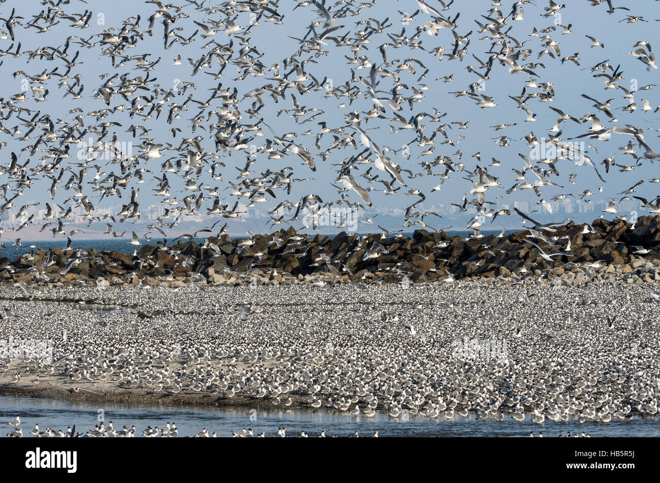 Flock of birds in La Punta, El Callao, Peru Stock Photo - Alamy