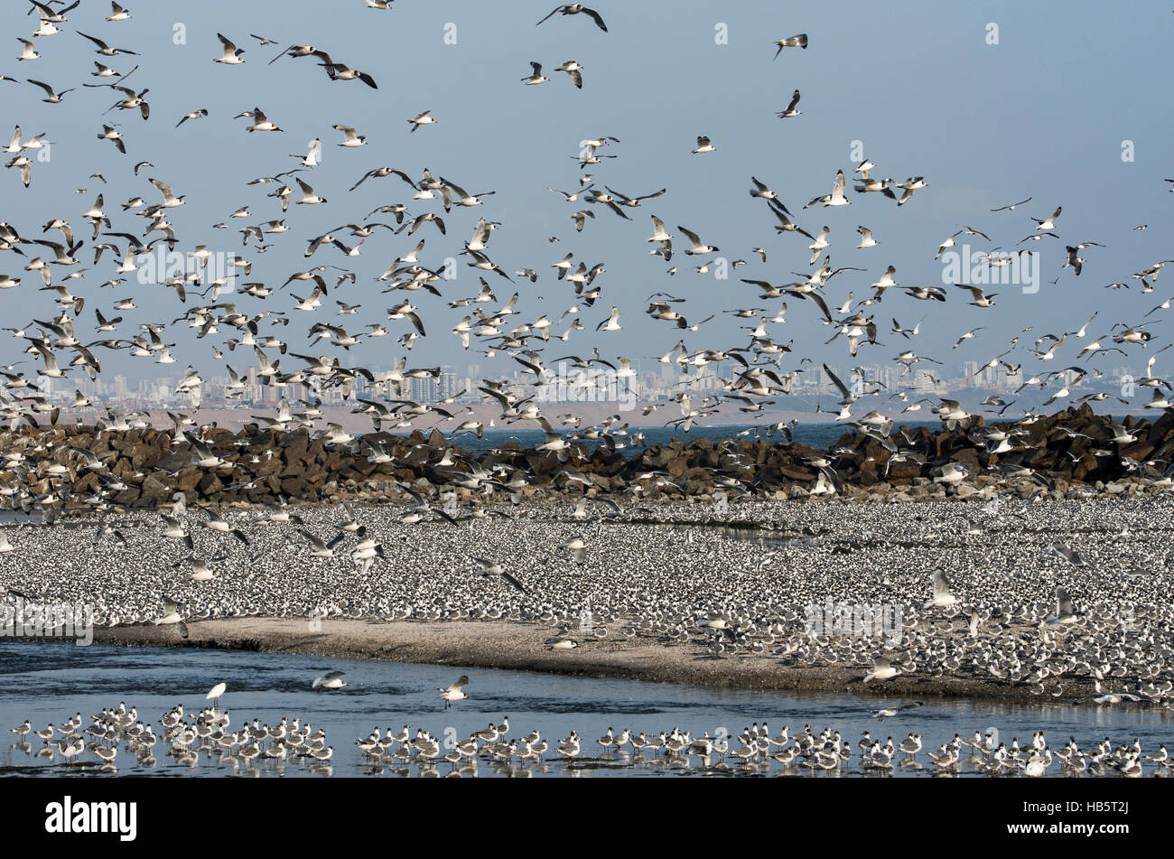 Flock of birds in La Punta, El Callao, Peru Stock Photo - Alamy