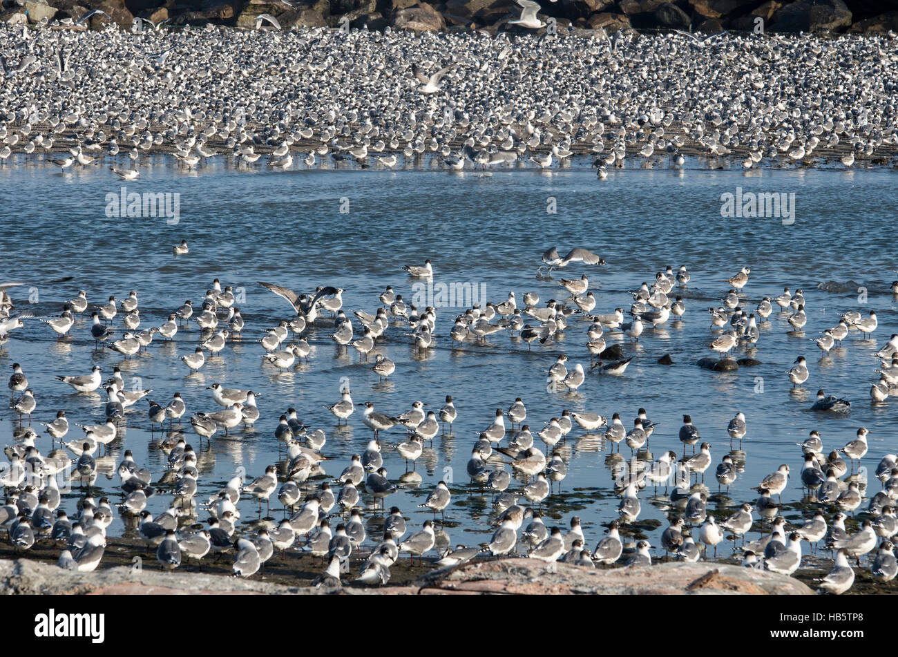 Flock of birds in La Punta, El Callao, Peru Stock Photo - Alamy