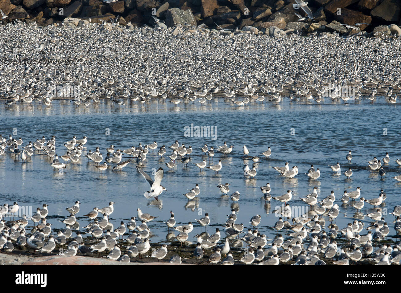 Flock of birds in La Punta, El Callao, Peru Stock Photo - Alamy