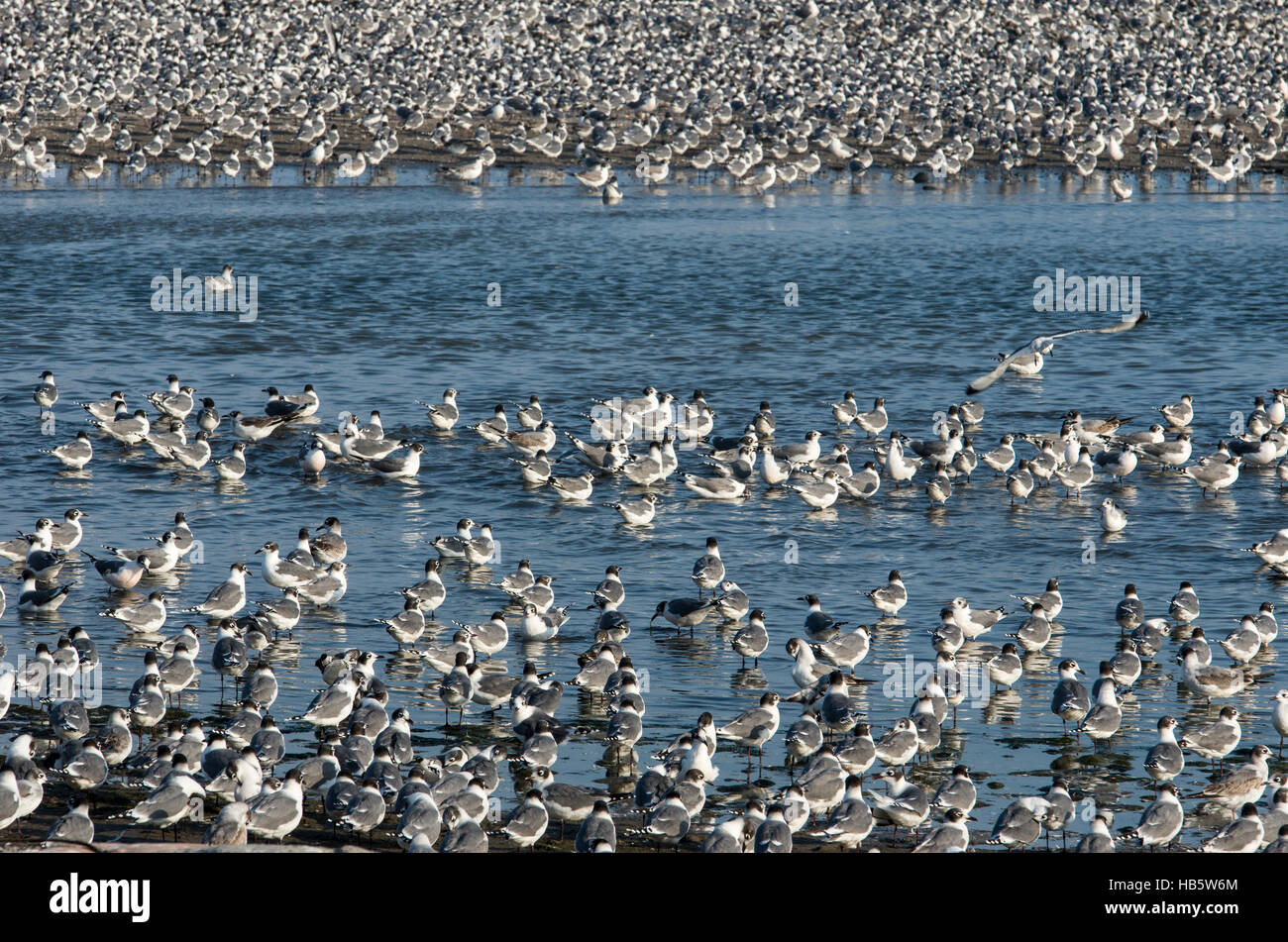 Flock of birds in La Punta, El Callao, Peru Stock Photo - Alamy