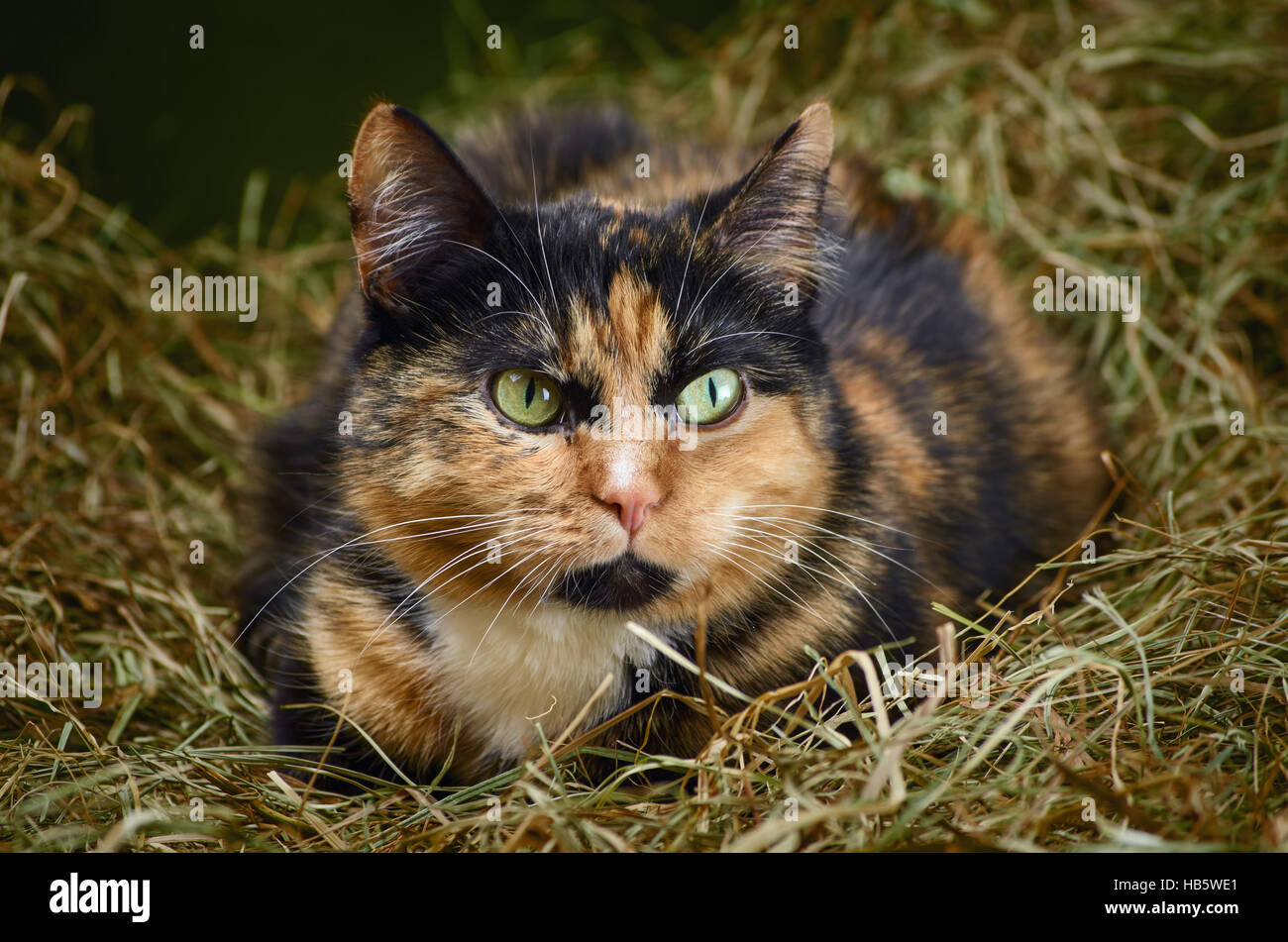 Cat in the Hay Stock Photo - Alamy