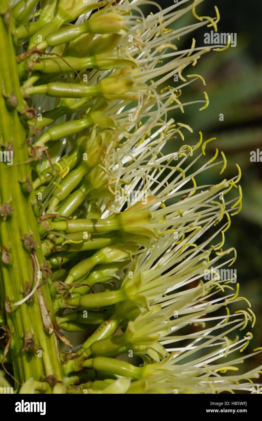 detail of swan's neck Stock Photo - Alamy