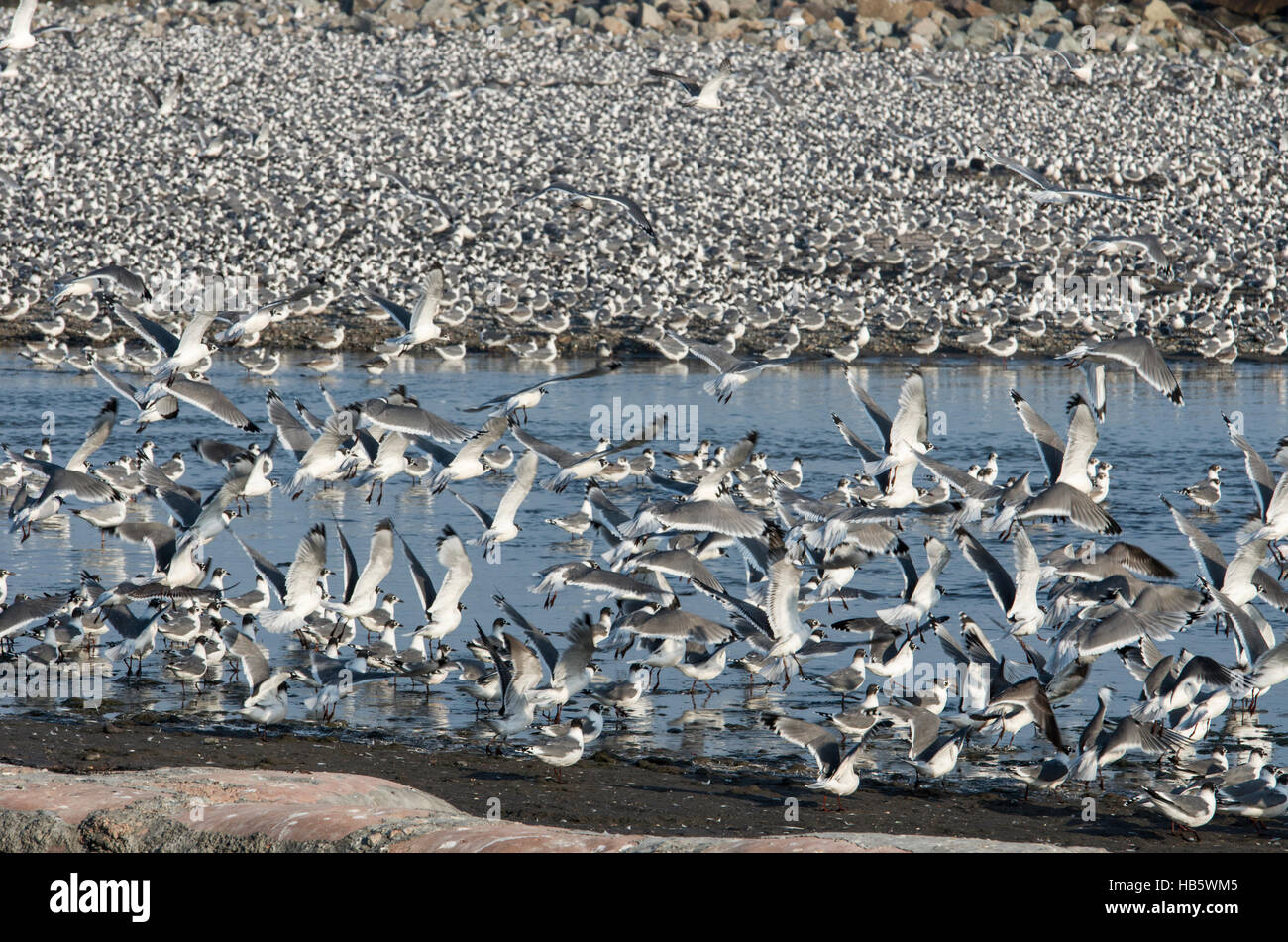 Flock of birds in La Punta, El Callao, Peru Stock Photo - Alamy