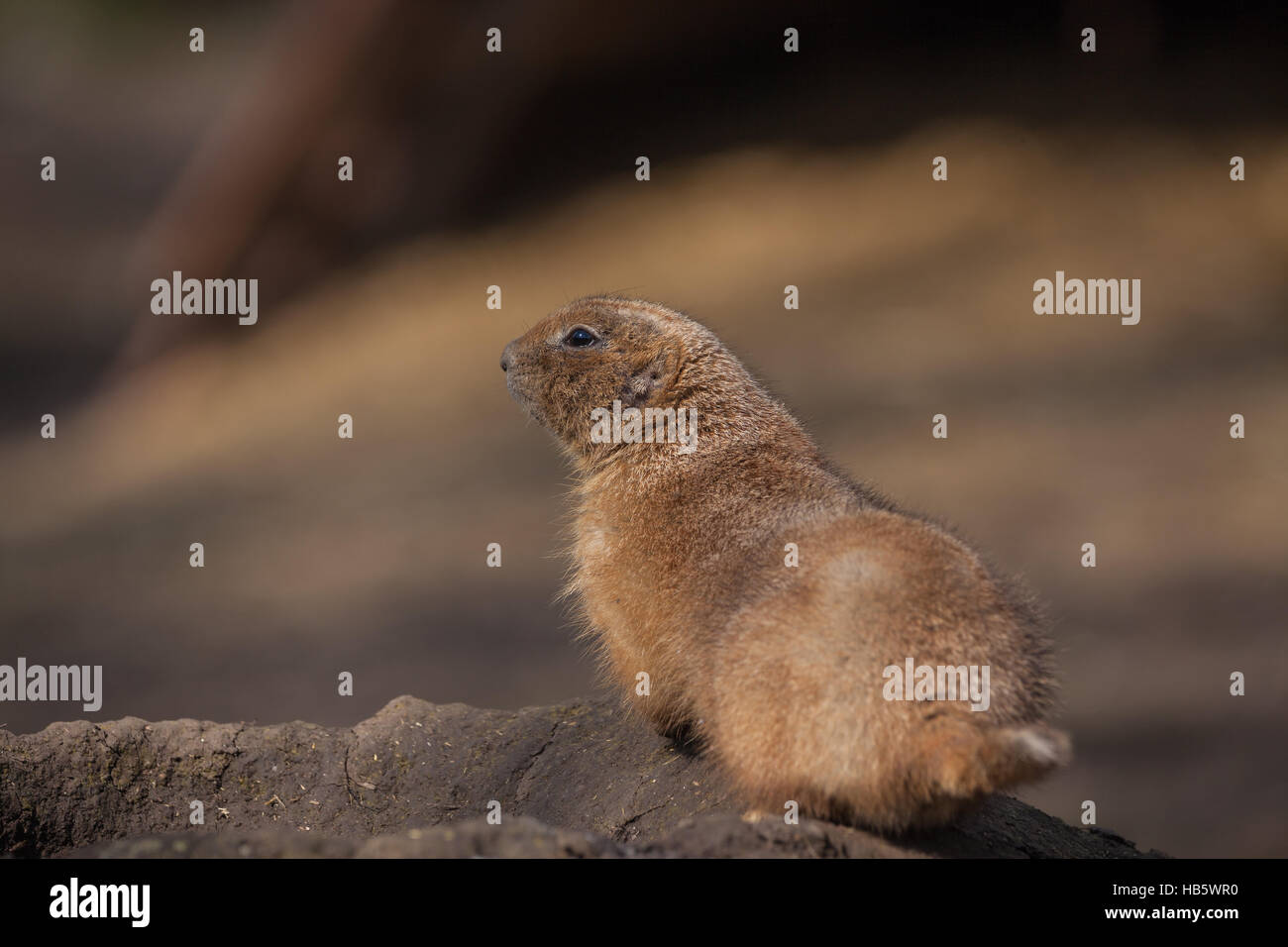 Munggen hi-res stock photography and images - Alamy