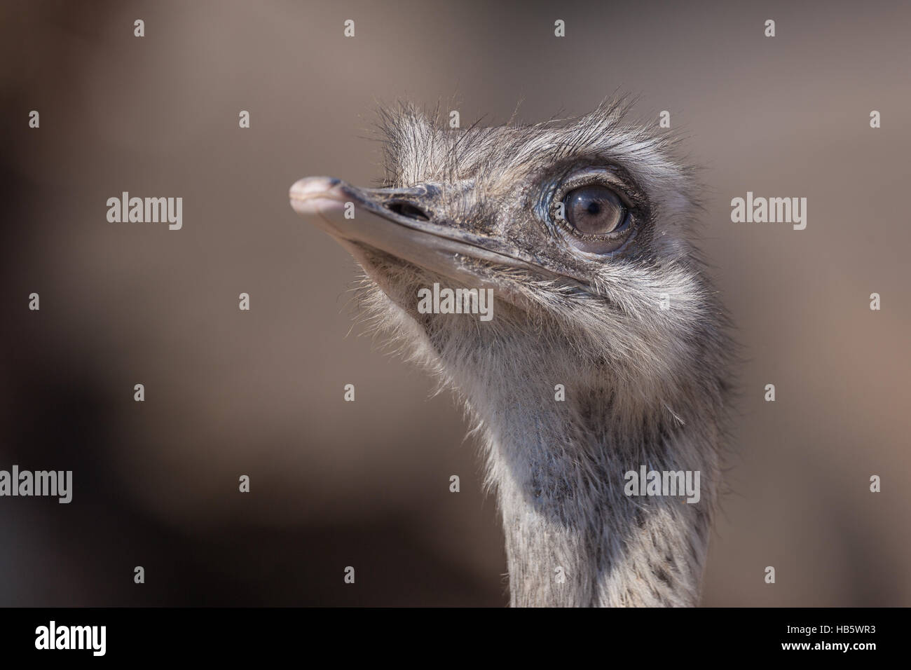 Munggen hi-res stock photography and images - Alamy