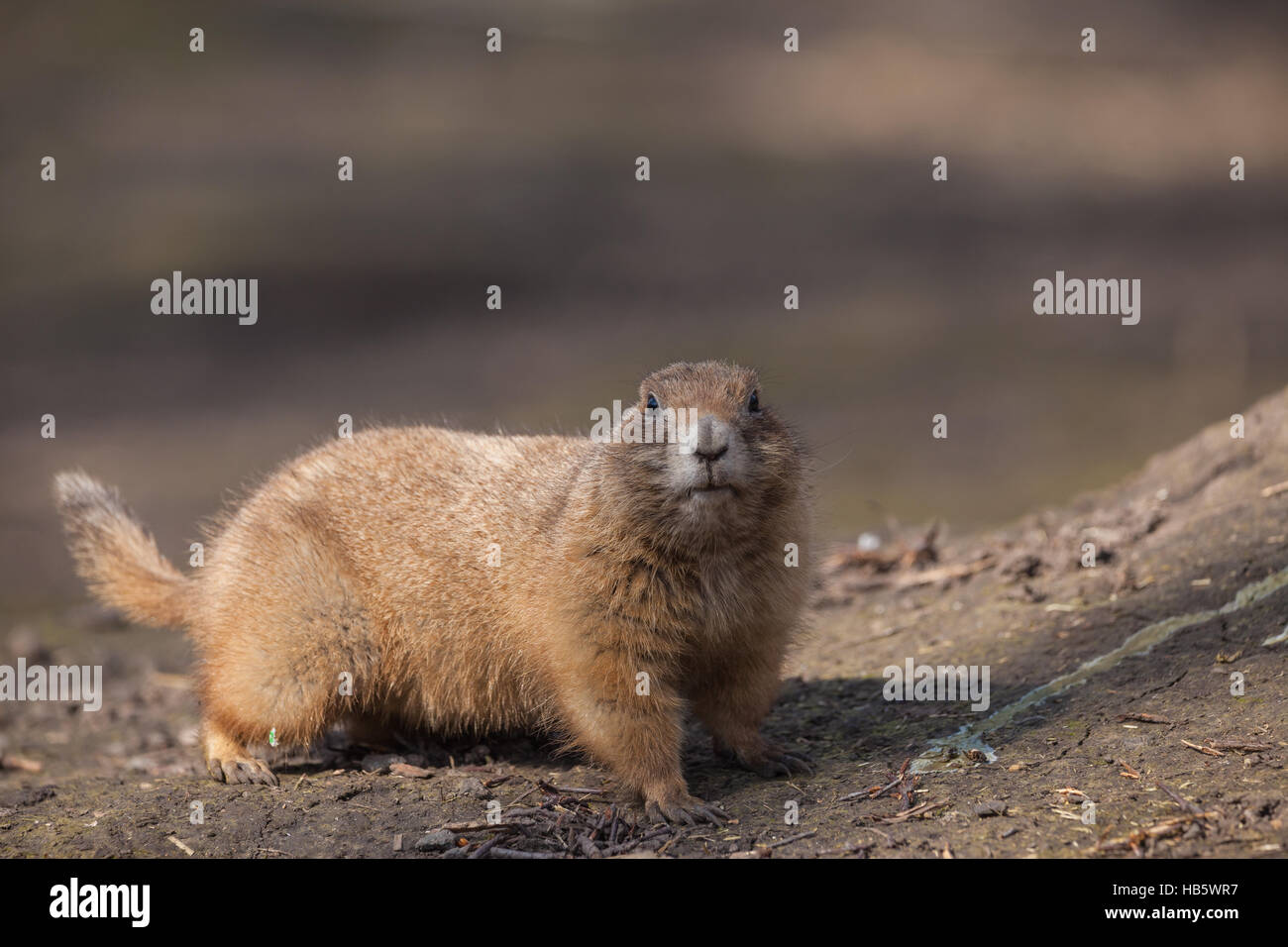 Munggen hi-res stock photography and images - Alamy