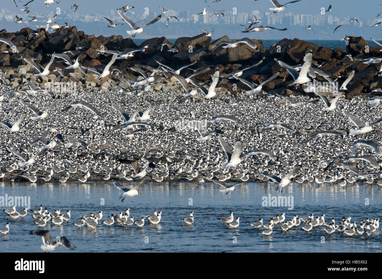 Flock of birds in La Punta, El Callao, Peru Stock Photo - Alamy