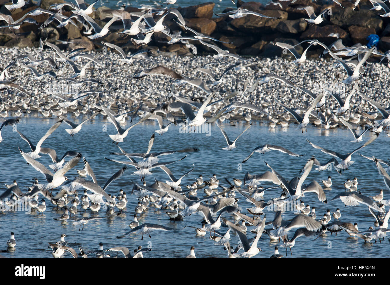 Flock of birds in La Punta, El Callao, Peru Stock Photo - Alamy
