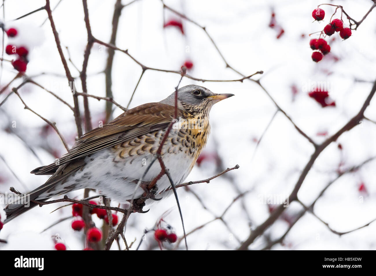 White ash wood thrush hi-res stock photography and images - Alamy