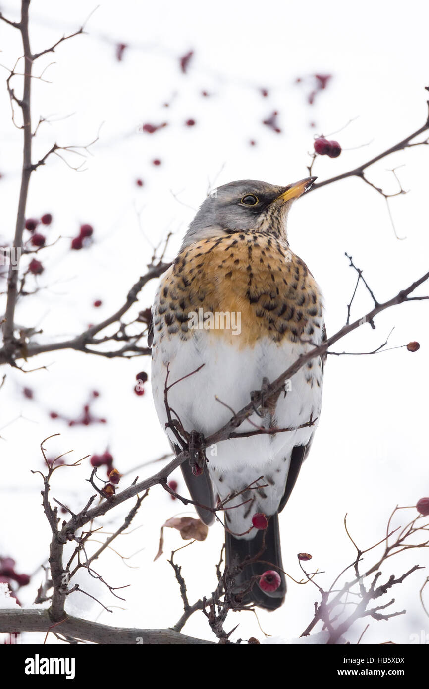 The photo depicts a thrush on a tree Stock Photo - Alamy