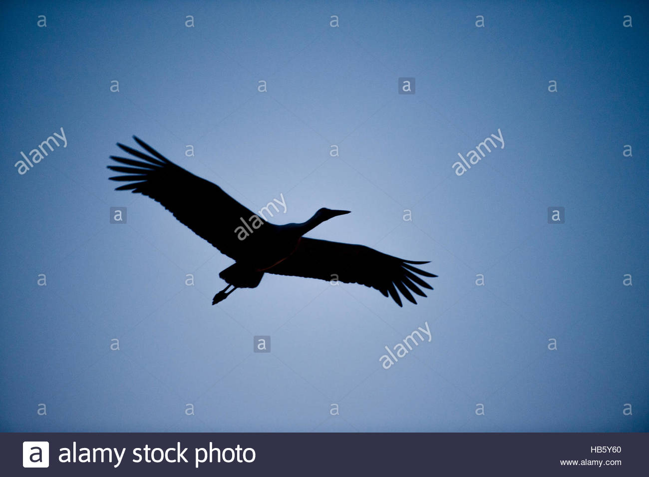 Stork Flying Silhouette Stock Photos & Stork Flying Silhouette Stock ...