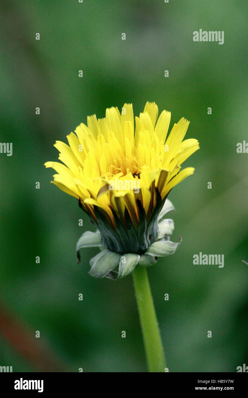 Ajar hi-res stock photography and images - Alamy