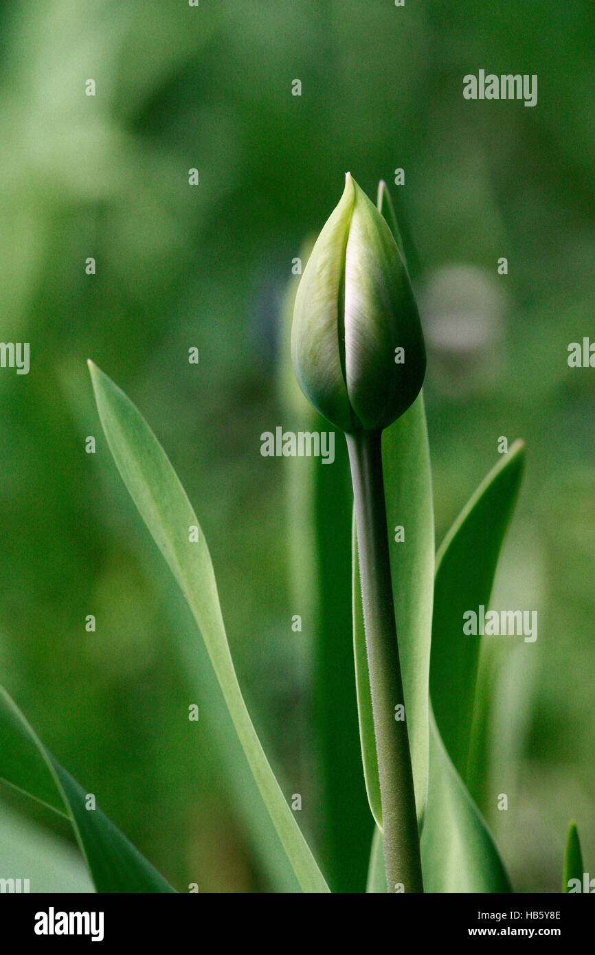 Lily shaped tulip hi-res stock photography and images - Alamy