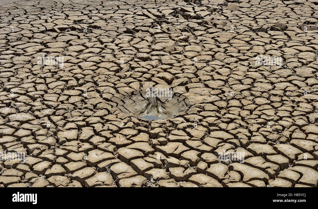 Dry plant damage garden hi-res stock photography and images - Alamy