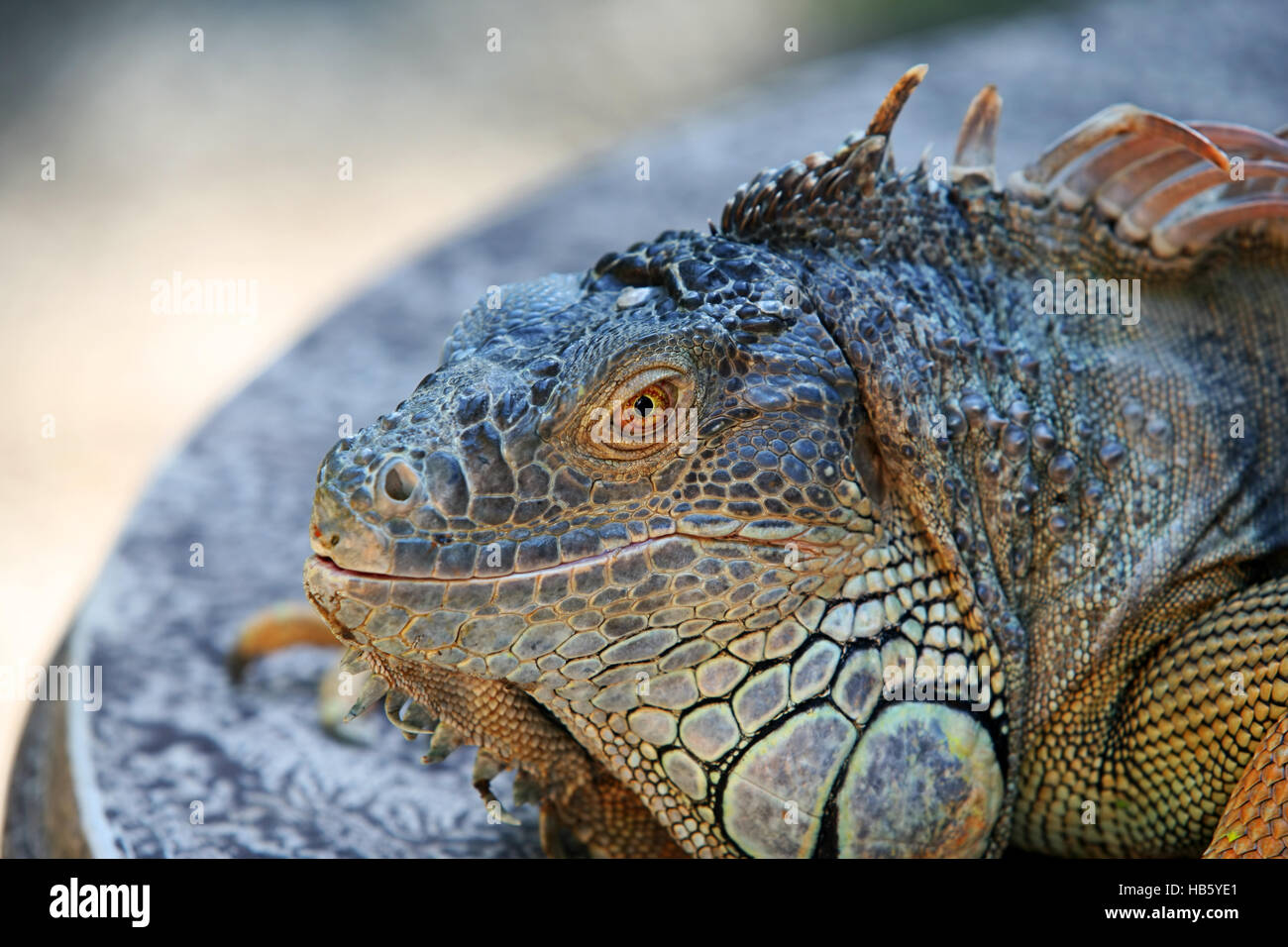 Deadly varan hi-res stock photography and images - Alamy
