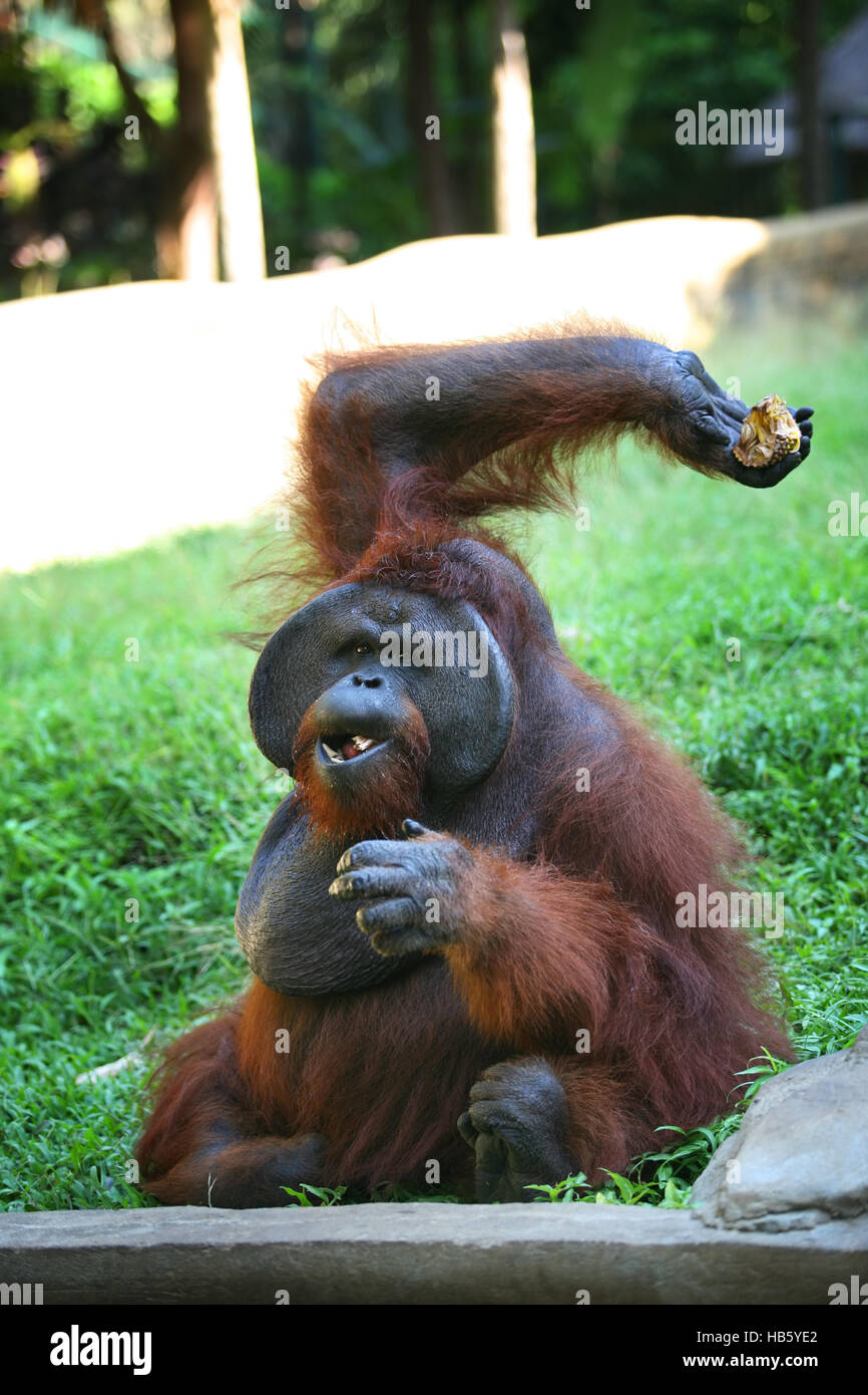 Orangutan hand head hi-res stock photography and images - Alamy