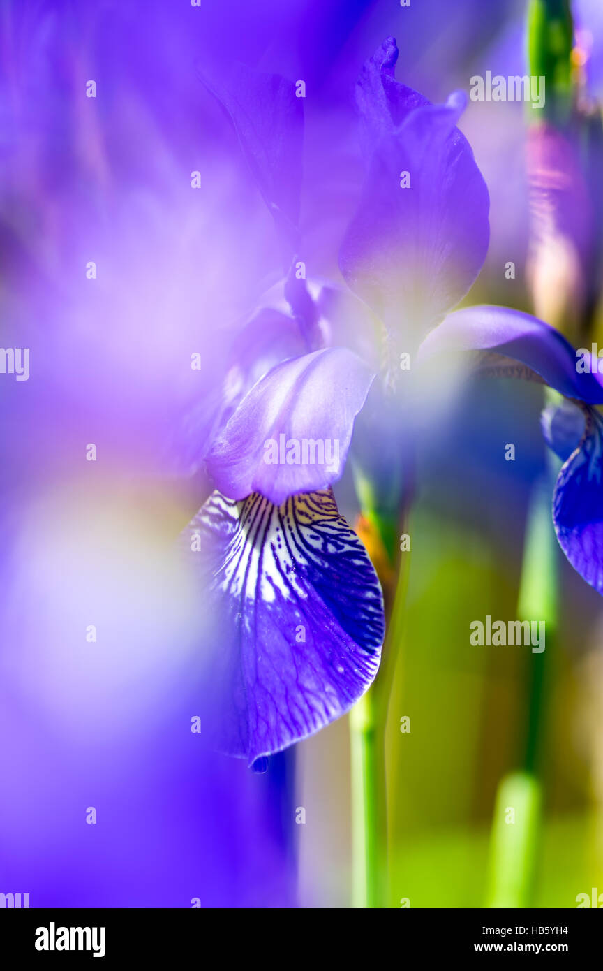 Blue lily flower hi-res stock photography and images - Alamy