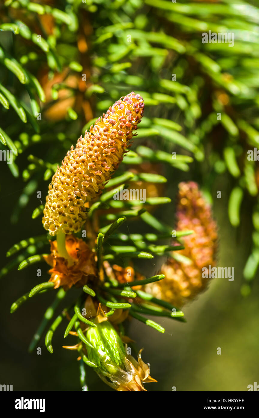 New cones on a tree Stock Photo - Alamy