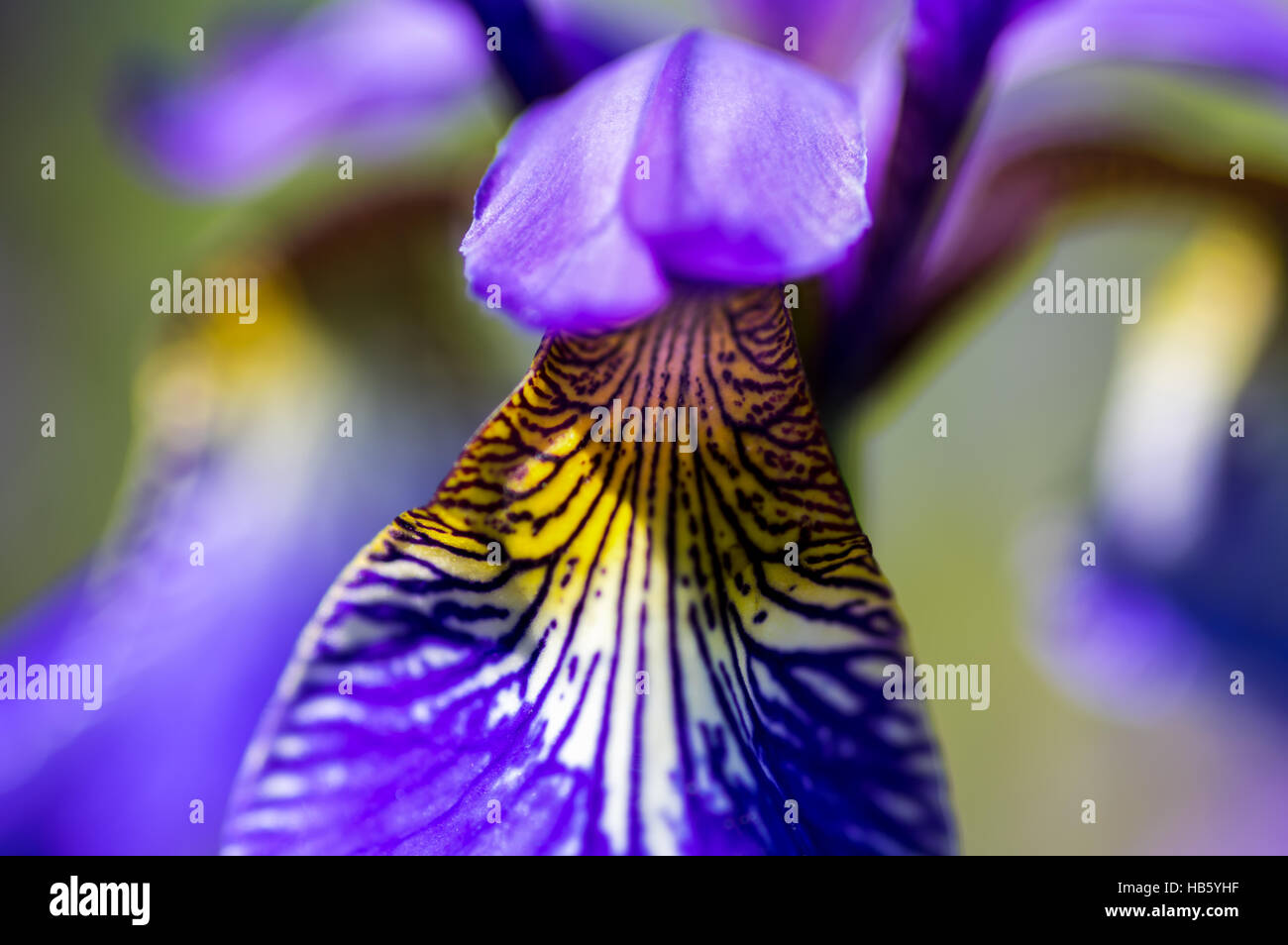 Blue lily flower in the garden Stock Photo - Alamy