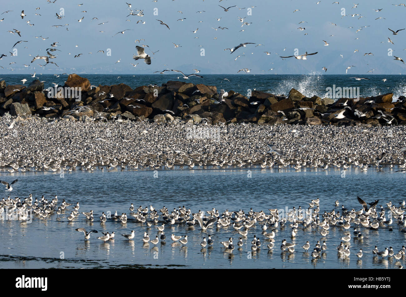 Flock of birds in La Punta, El Callao, Peru Stock Photo - Alamy