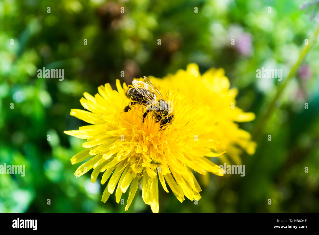 Worker bee on the yelow flower Stock Photo - Alamy