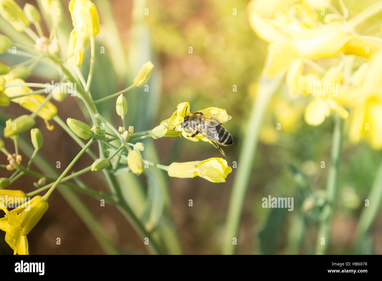 Worker bee on the yelow flower Stock Photo - Alamy