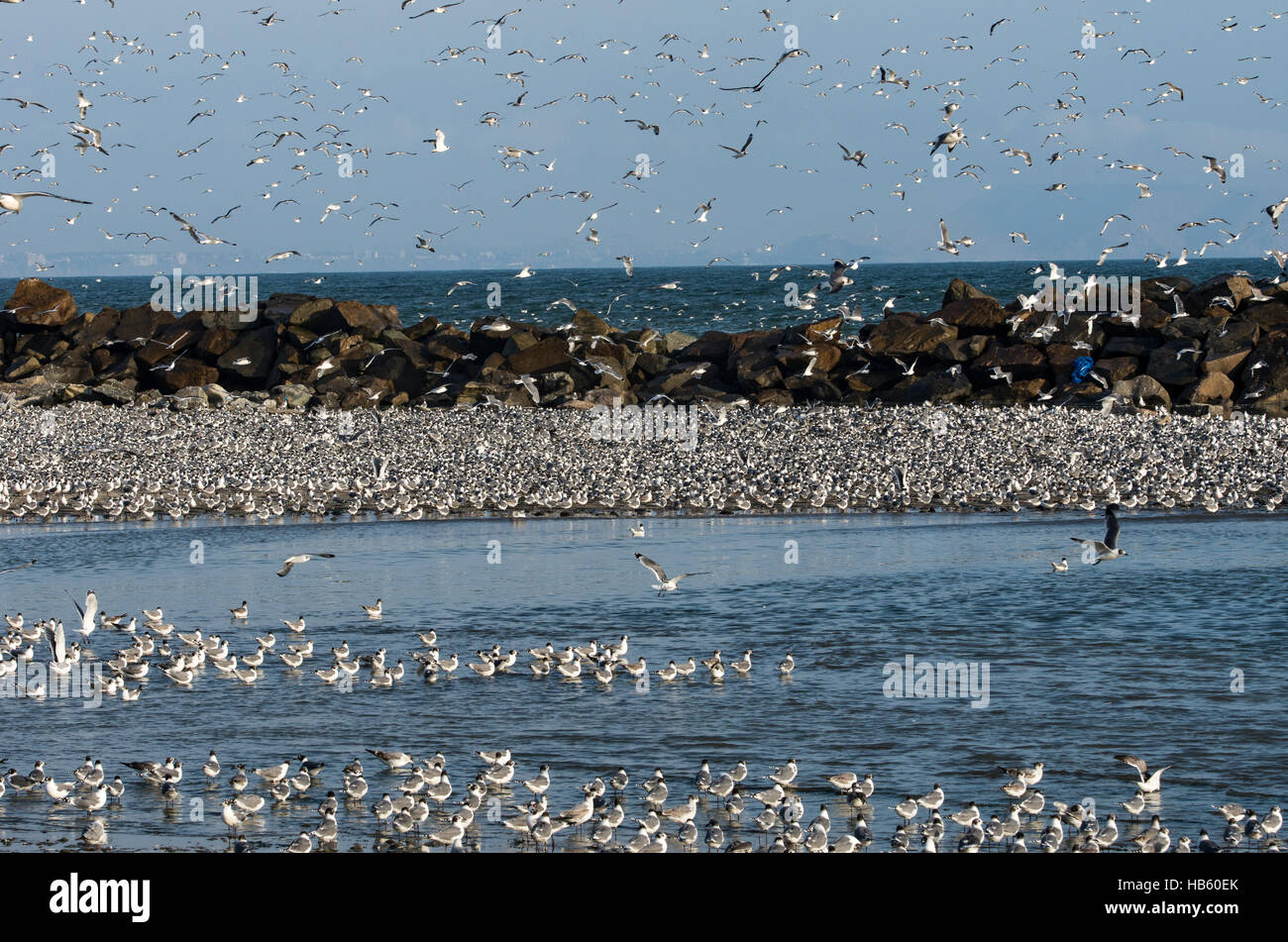 Flock of birds in La Punta, El Callao, Peru Stock Photo - Alamy
