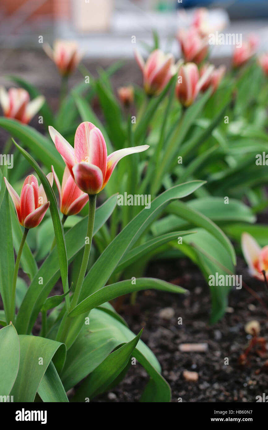 spring flower tulip on ground Stock Photo - Alamy