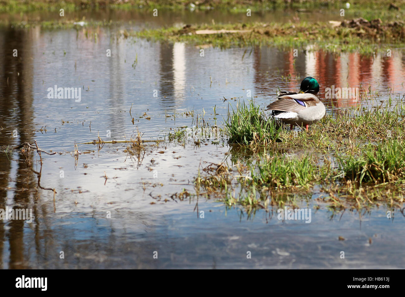 duck in park outdoor Stock Photo - Alamy