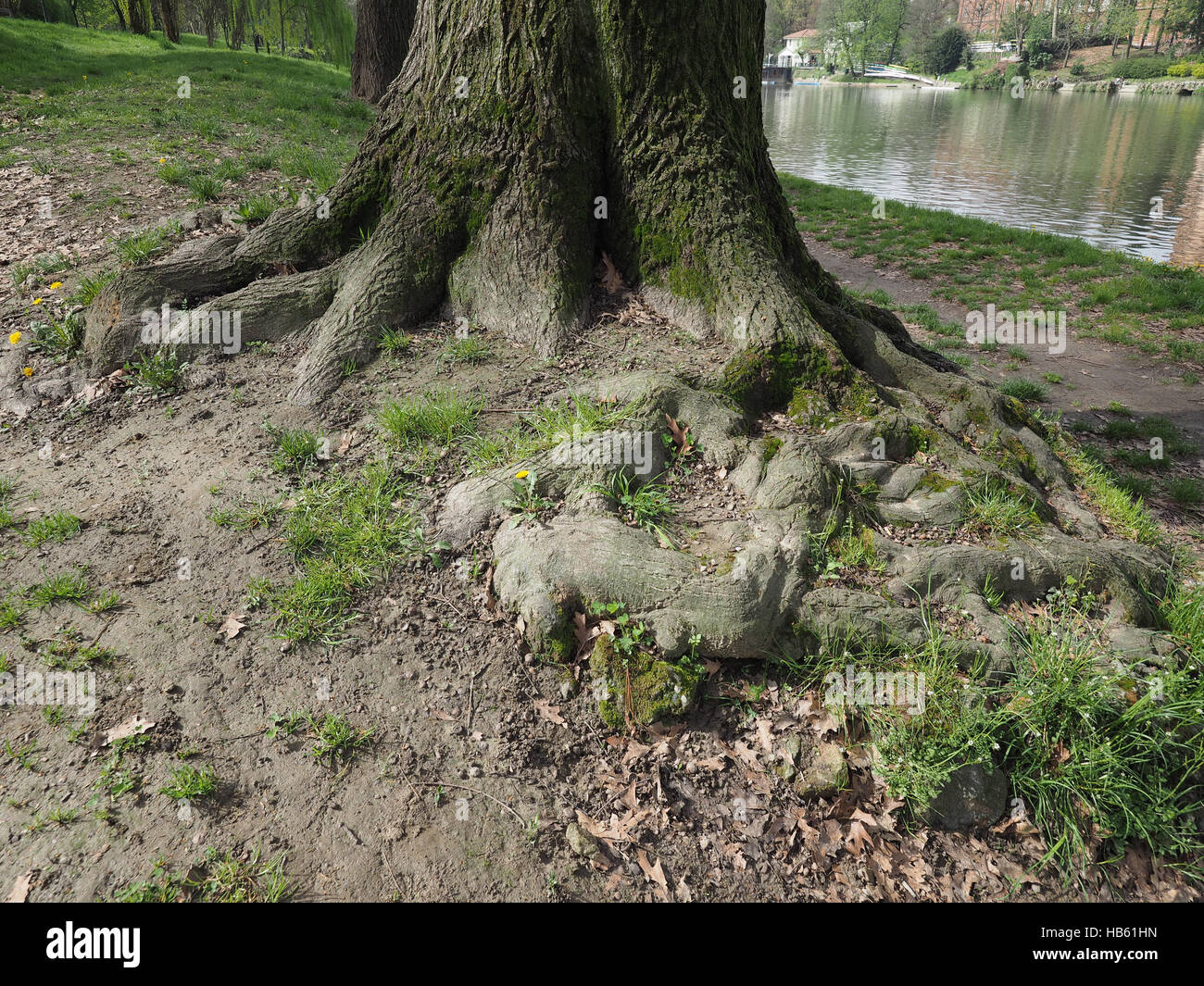 Tree roots near a river Stock Photo - Alamy