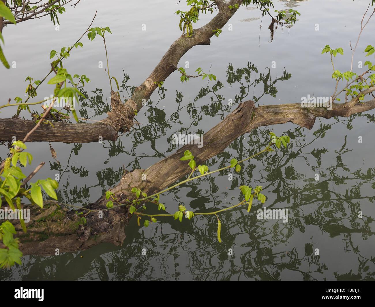 Tree branch in river Stock Photo - Alamy