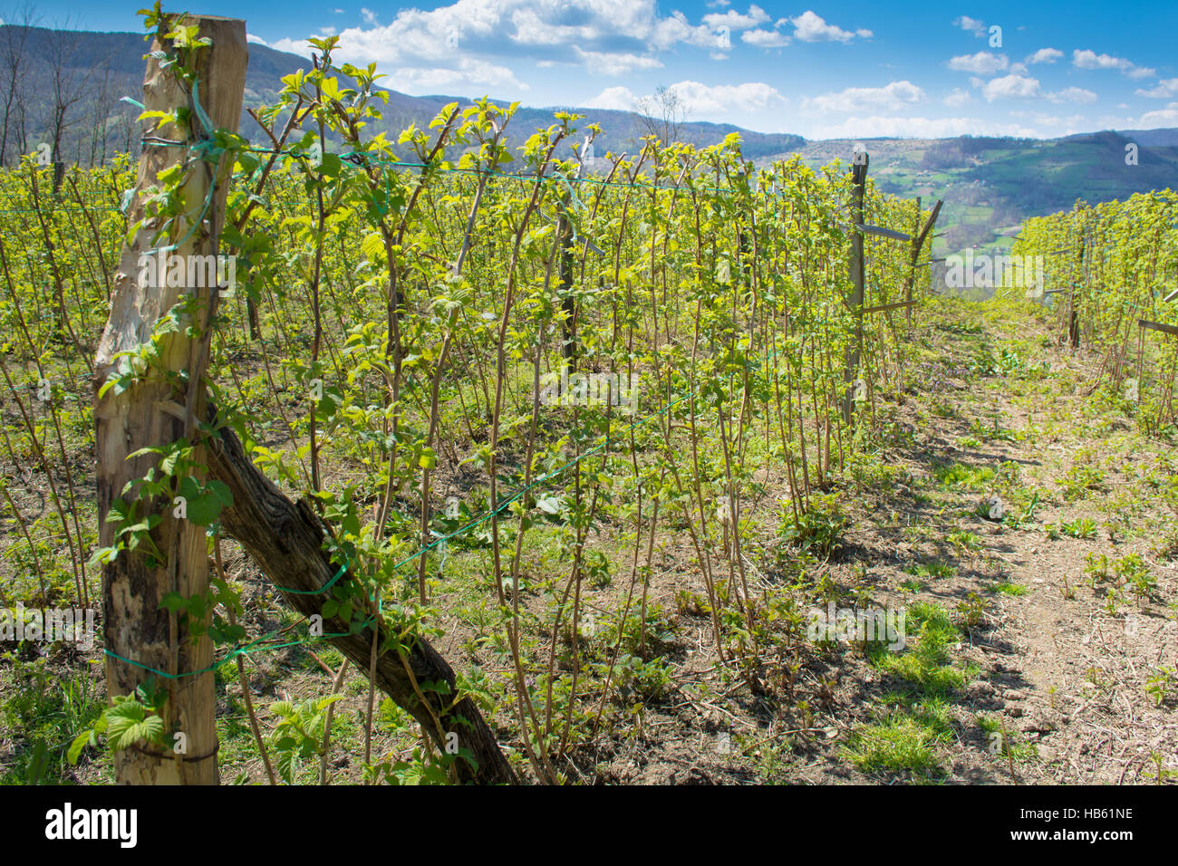 Raspberry fields in serbia hi-res stock photography and images - Alamy
