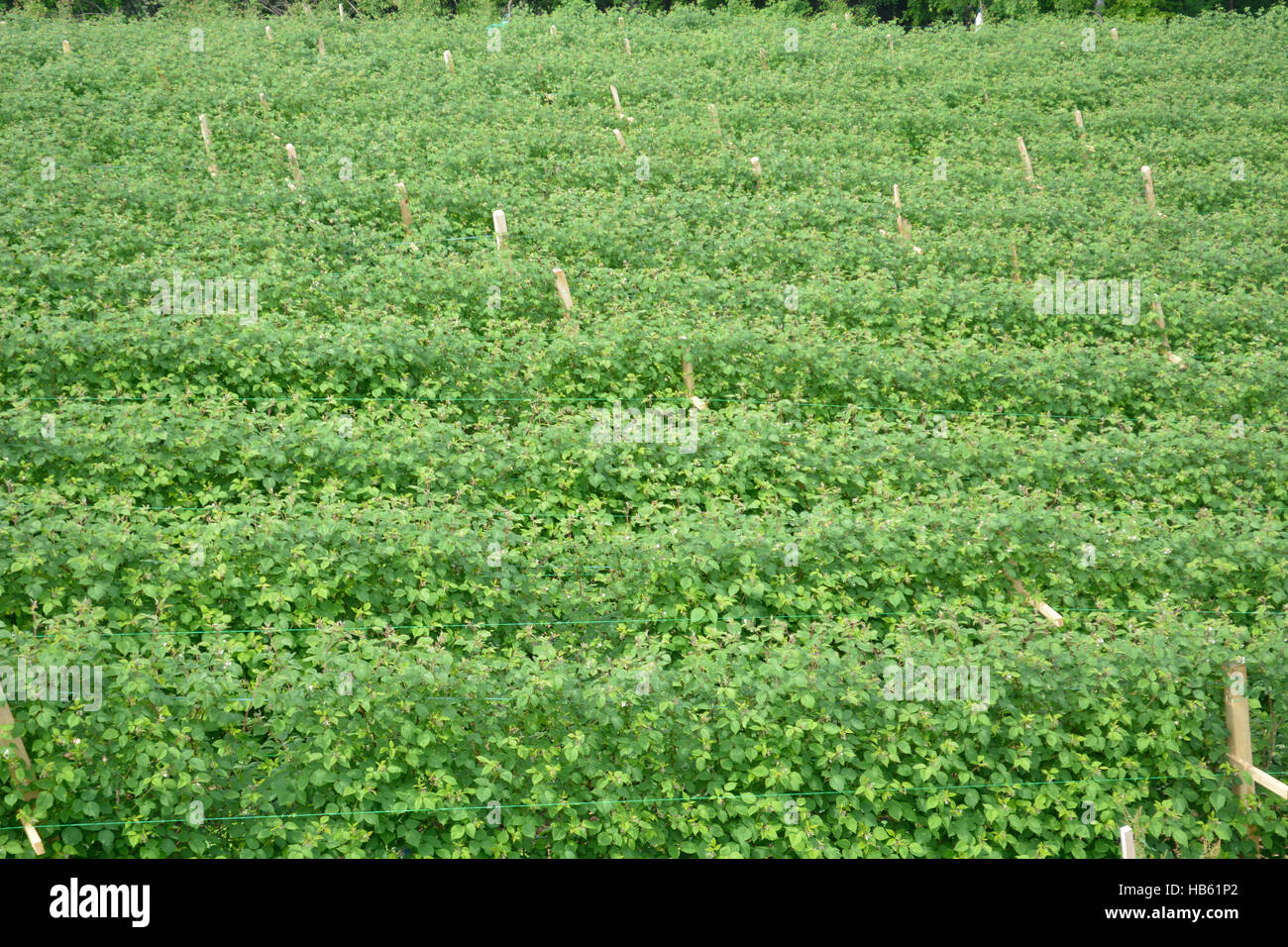 Wide fields rows trees hi-res stock photography and images - Alamy