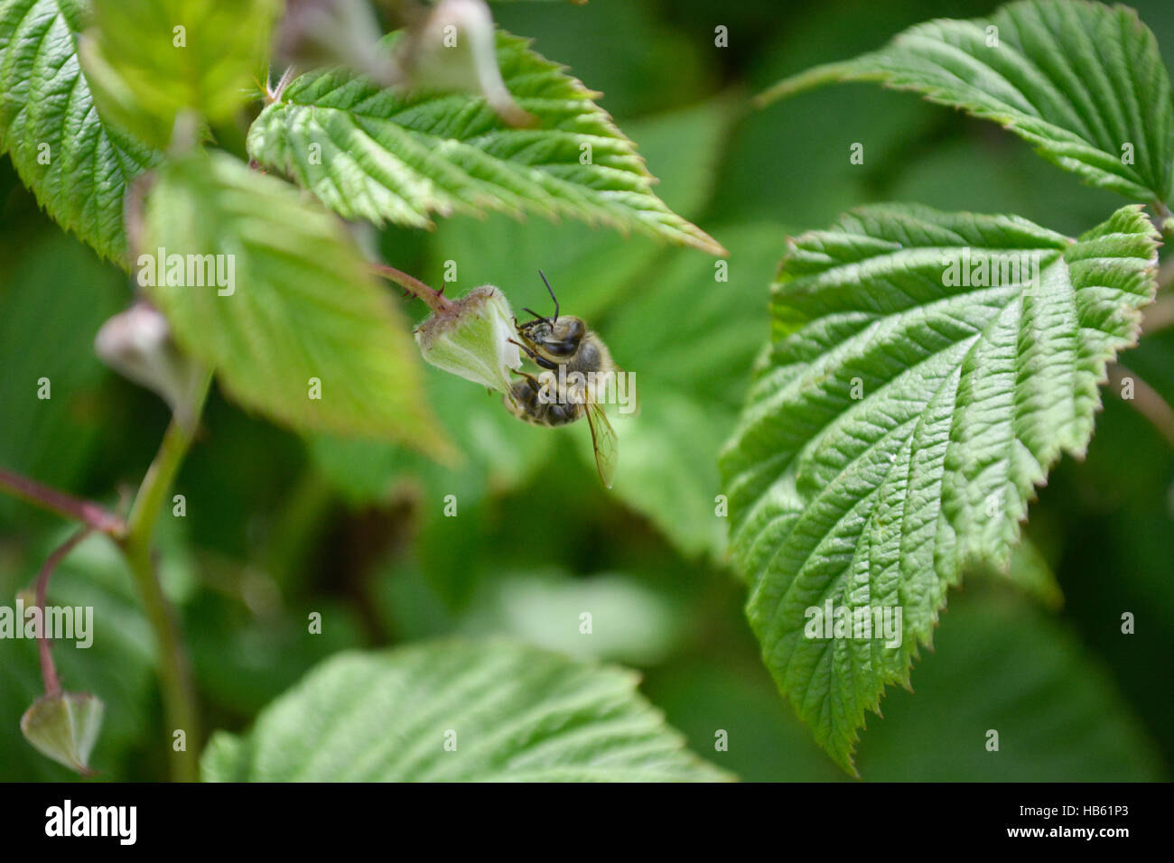 Honeybee collecting nectar Stock Photo - Alamy